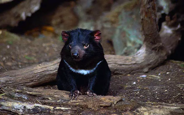 Tiere Australiens - Tasmanischer Teufel