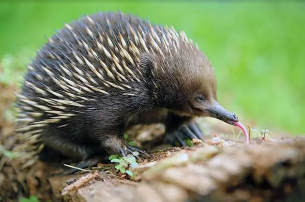 Manu o Ausetalia - Echidna