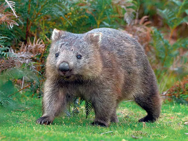 Tiere Australiens - Wombats