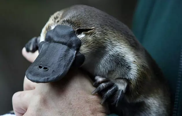 حیوانات استرالیا - Platypuses