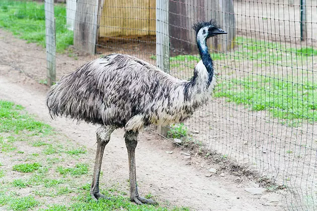 Diere van Australië - Emu