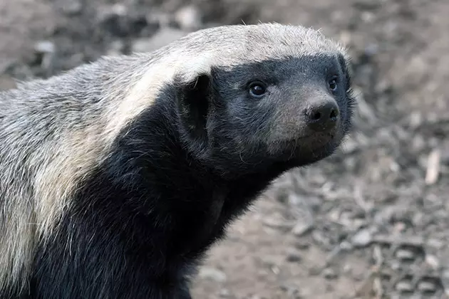 Asali badger au ratel (lat. Mellivora capensis)