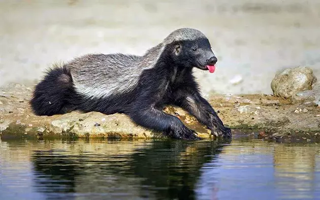 Makanan utama badger madu adalah makanan haiwan.