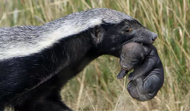 Kehamilan badger madu berlangsung dari 5 hingga 7 bulan