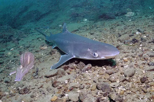 Shark katran (latqualus acanthias)