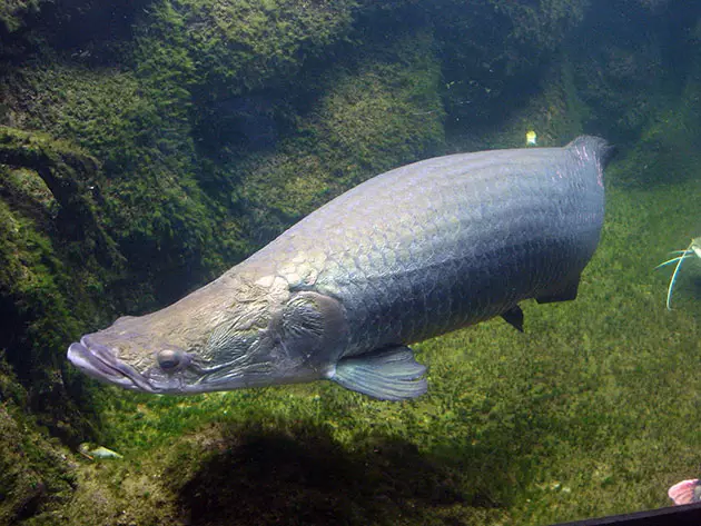 Arapaima balığı