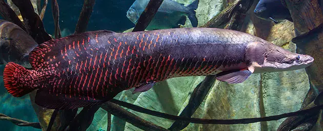 As femias Arapaima só se poden reproducir despois de alcanzar os 5 anos e ter un tamaño de polo menos un metro e medio