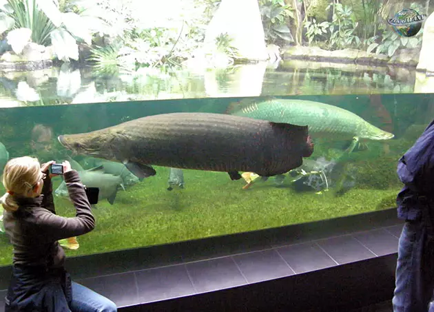 Arapaima एक अद्भुत अवशेष प्राणी है जो आज तक जीवित है