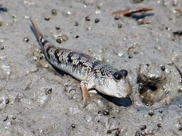 Το αυξημένο ηθικό των Mudskippers τους εμποδίζει να κρατηθούν σε ομάδες