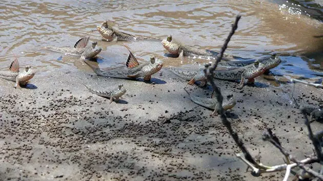 A área de distribución de barcos abarca Asia, case toda África tropical e Australia.