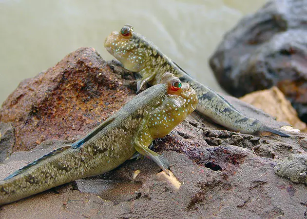 Periophthalmus barbarus é a única especie de barro protexida pola lei