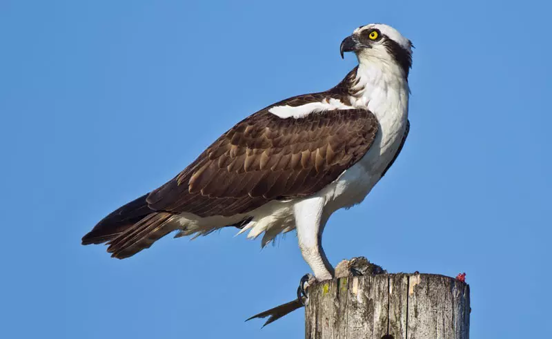 Ospreý guşy (lat.Pandion haliaetus)