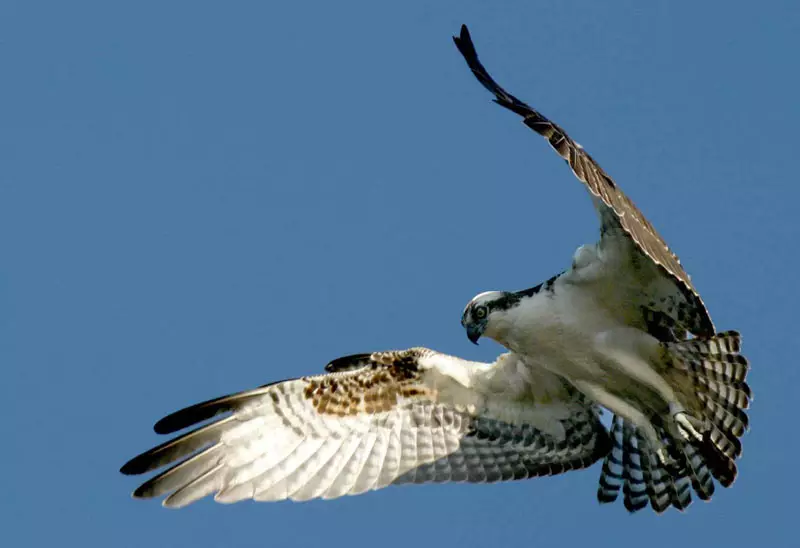 Umume osprey duwe wilayah pakan dhewe, mula arang dadi koloni.