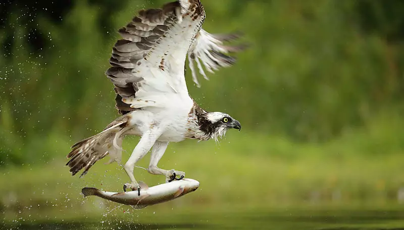 I-osprey iphuthuma ngemuva kwenhlanzi isuka endaweni ephakeme - iyibona isendizeni yokushefa