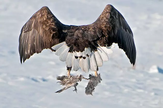 Het favoriete gerecht van Eagle is vis