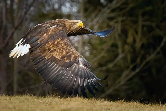 Een ondersoort van de zeearend Haliaeetus albicilla wordt vermeld in het Rode Boek