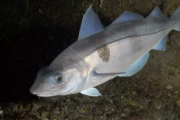 Schelvis voedt zich met kleine ongewervelde dieren of kleinere vissen