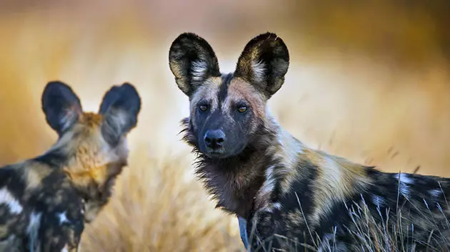 Anjing Hyena atanapi hyena