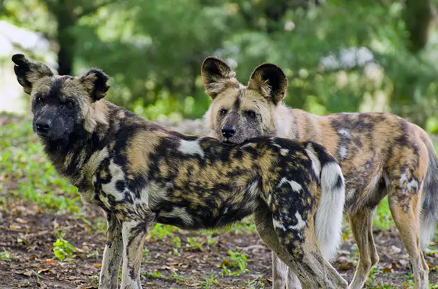 Anjing hyena jalu rada gedé tibatan bikang