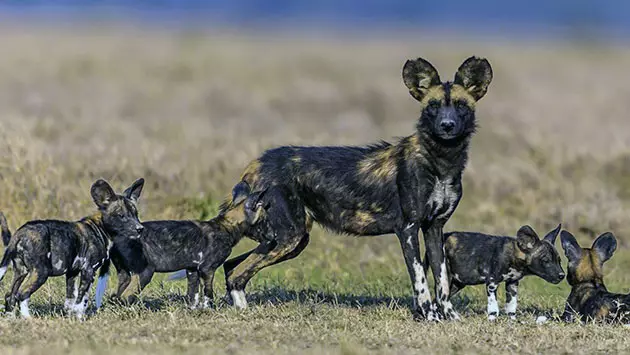 Anak anjing anjing hénna dilahirkeun di dunya gaduh jas hideung sareng bintik bodas bentukna henteu teratur