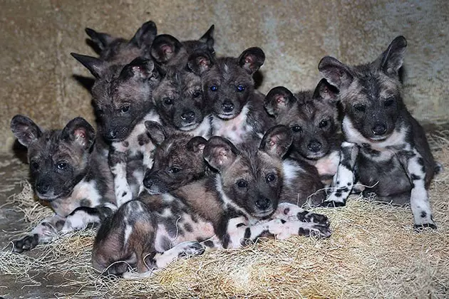 Hyena dogs are mainly found in Cameroon