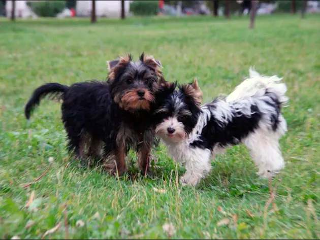 Kunduzlar, istikrarlı bir ruha sahip sert köpeklerdir.