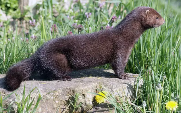 American minks ၏ဇာတိမြေသည်မြောက်အမေရိက၏သစ်တောဇုန်နှင့်သစ်တော tundra ဖြစ်သည်။