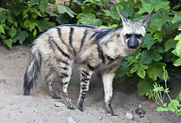 Aardwolf