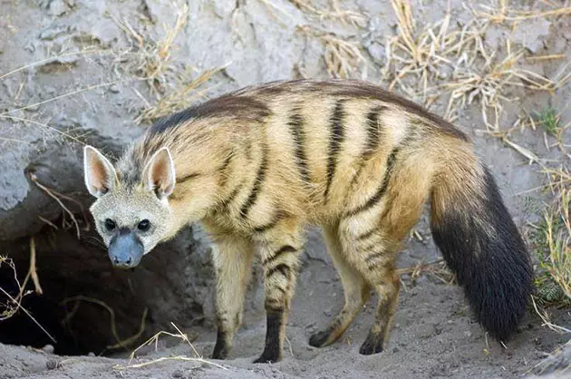 地狼主要以白蟻、昆蟲和其他蛛形綱動物為食。