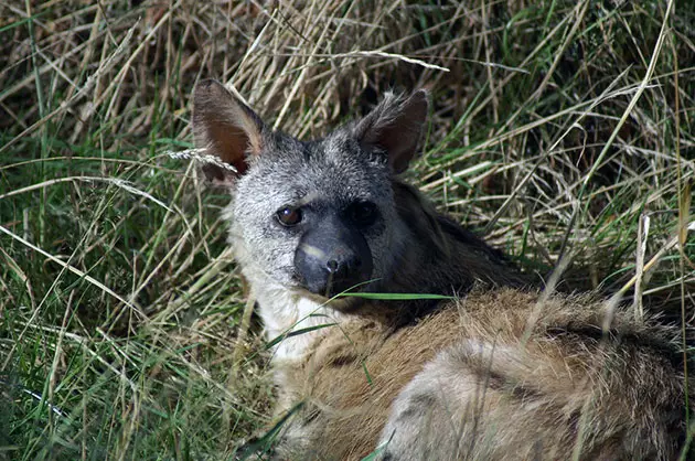 Schakale gelten als Hauptfeinde des Erdwolfs