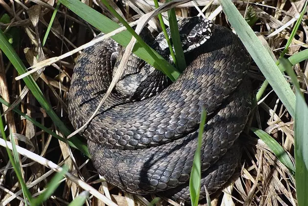 Mampidi-doza amin'ny olombelona ny poizina Viper