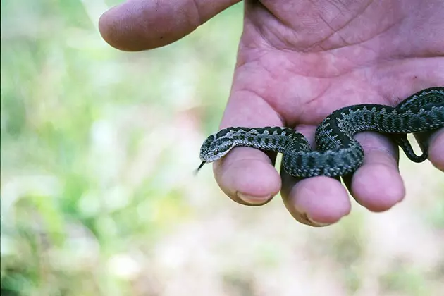 Ny volana Mey no miteraka ny vanim-potoanan'ny vipera.