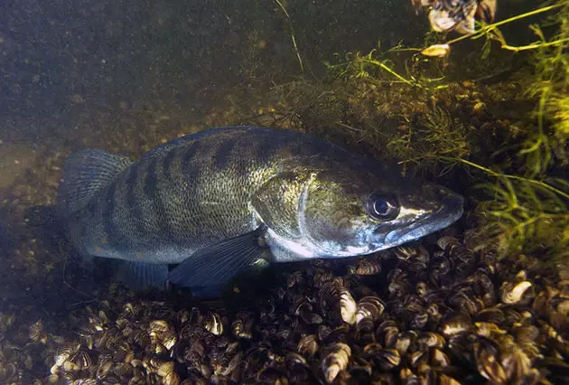 Pike perch ni inyamanswa kandi ziyobora ubuzima bukwiye