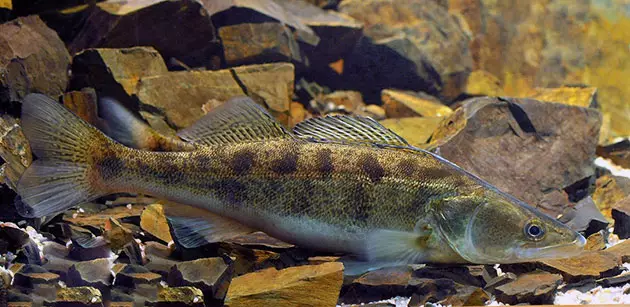 Pada masa ini, terdapat lima spesies pike perch