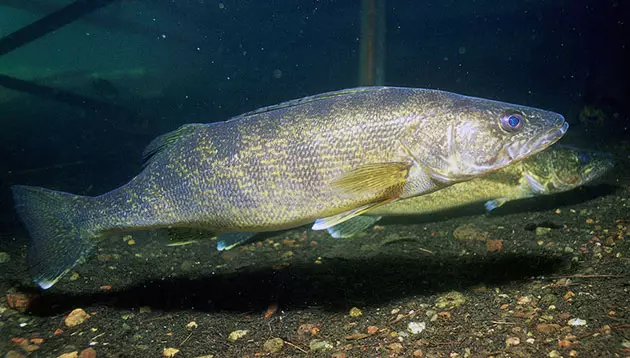 Zander jilħaq il-pubertà fl-età ta '8-12