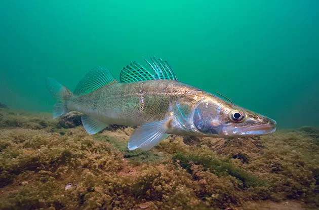 Perhatian anu paling ageung disababkeun ku sea pike perch, naha éta kadaptar dina Buku Beureum Ukraina