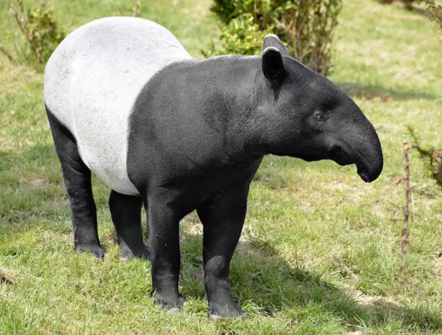 Tapirs (Latin Tapirus)