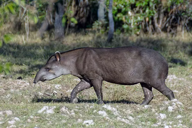 De gemiddelde libben fan tapirs is sawat trije desennia.