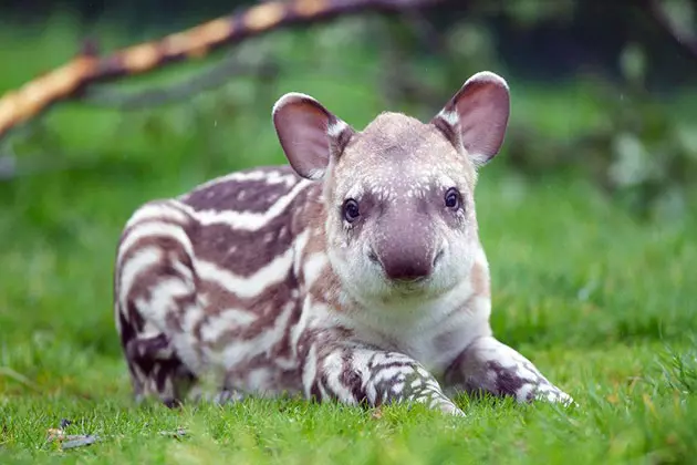 Svið tapirs fer beint eftir undirtegundum þeirra