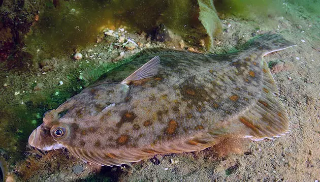 Flounder inodya zvese husiku uye masikati