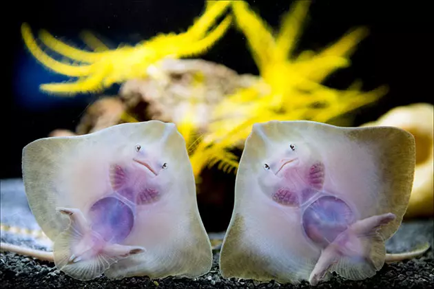 Stingray, kulingana na spishi, huweka mayai au kuzaa watoto hai