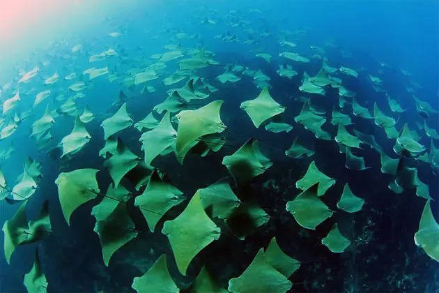 Förutom kommersiellt fiske fångas stingrays ofta i nät som bifångst.