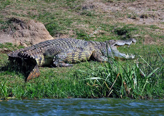 Os crocodilos do Nilo son sedentarios a maioría das veces