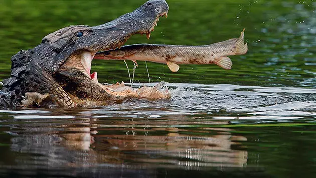 Ng'ona za Nile zimakonda kudya nsomba