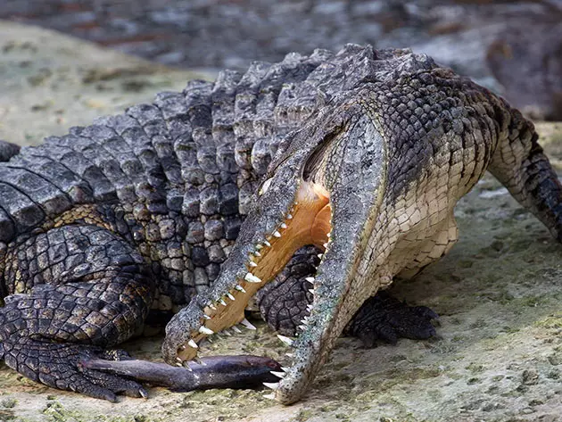 Grandes indivíduos do crocodilo do Nilo podem caçar até mesmo elefantes jovens e girafas