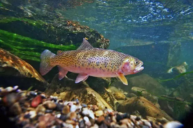 Իշխան ձուկ