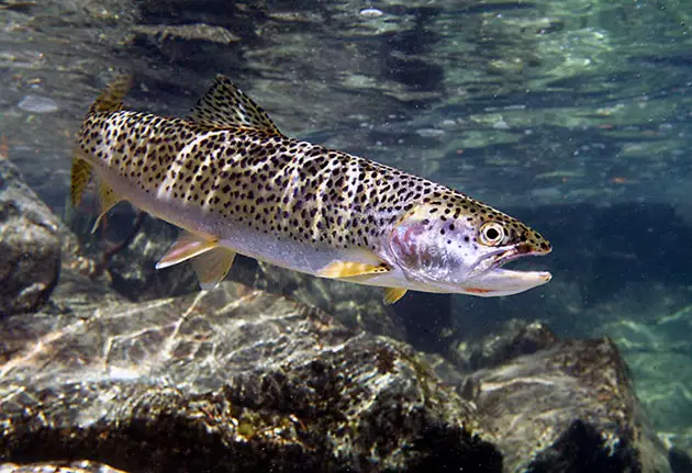 Trout are widespread on our planet