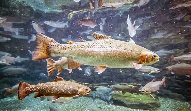 Trout starts spawning depending on the species