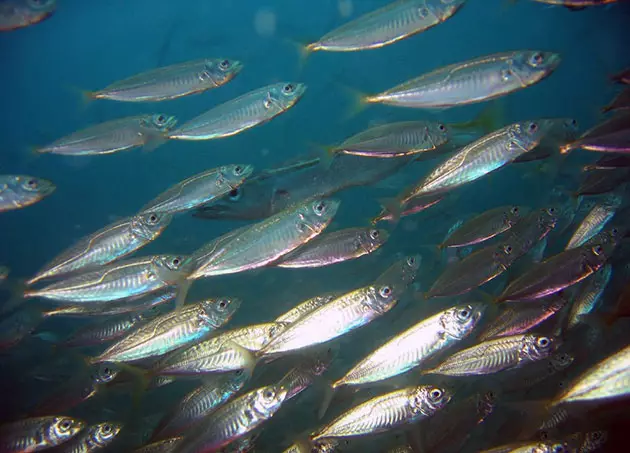 Mackerel o lula matamong a mangata a naha ea rona