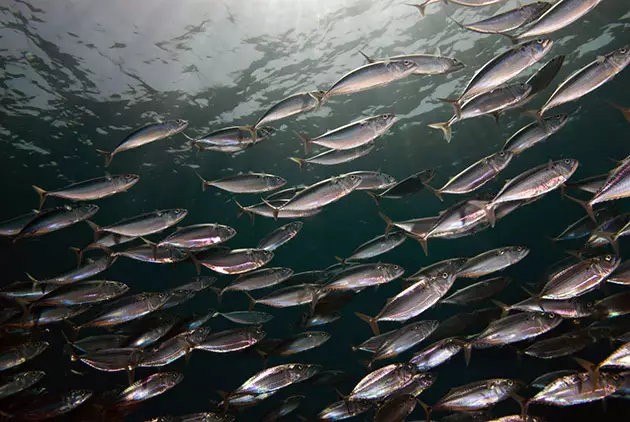 Mackerel e qala ho ngatafala selemong sa bobeli sa bophelo